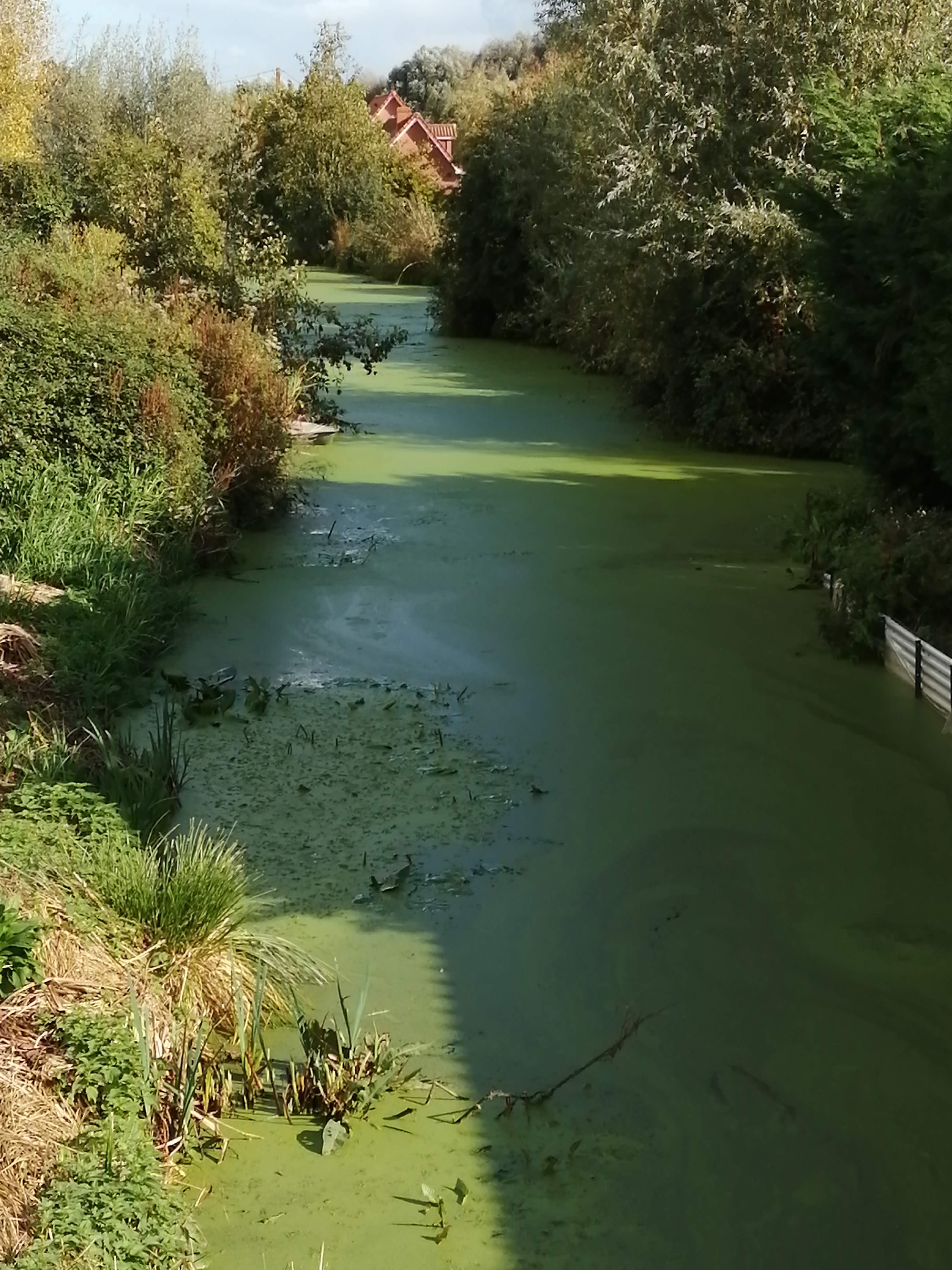 Le marais Audomarois